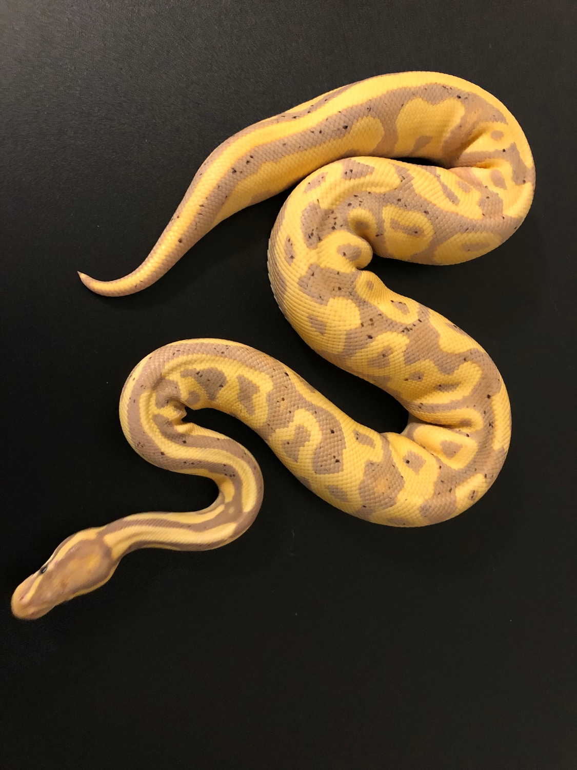 Banana Leopard Het Pied 50% Het VPI Axanthic Ball Python by Randy Bush ...