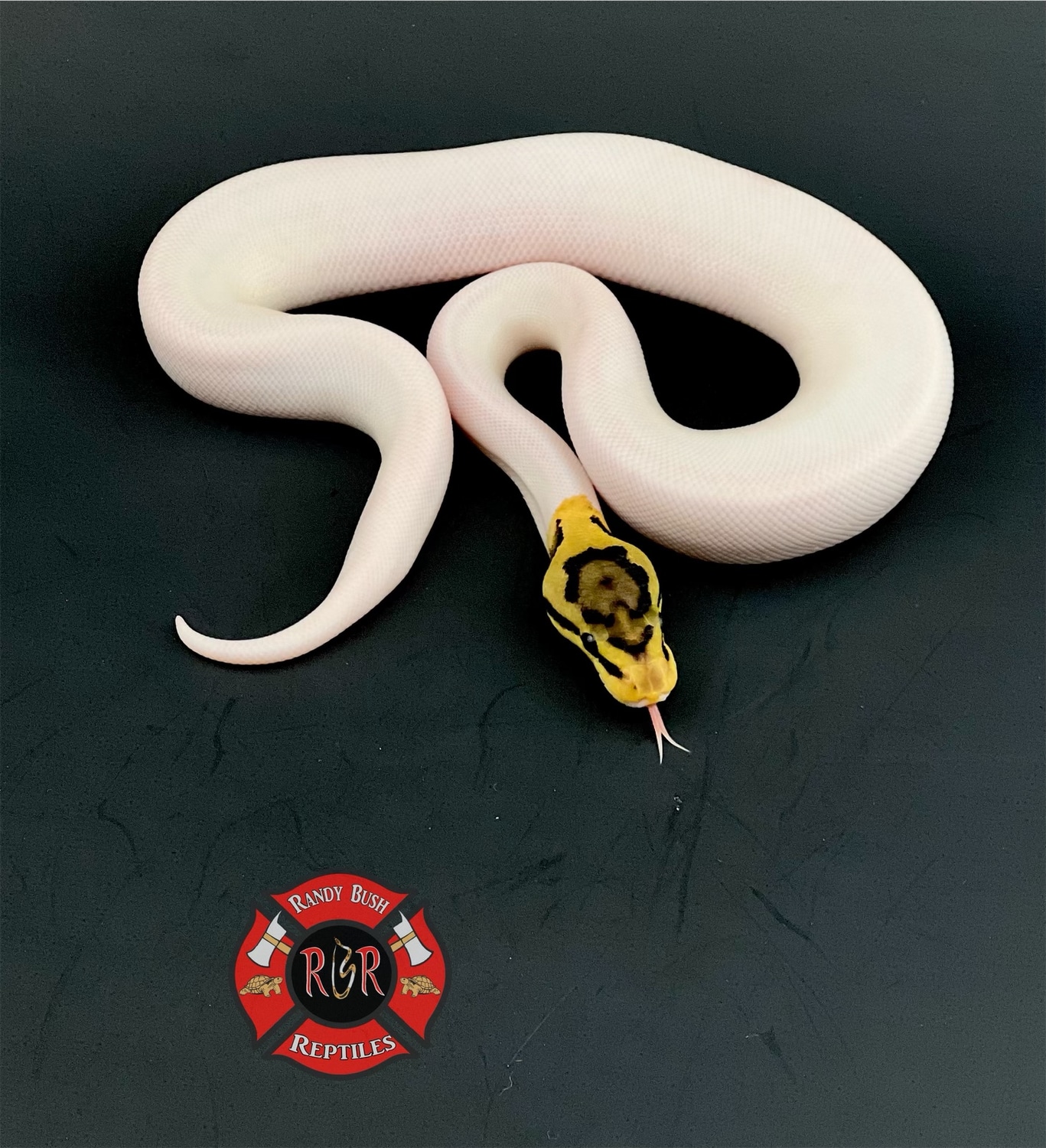 Spider, Pied, 50% Het VPI Axanthic Ball Python by Randy Bush Reptiles ...