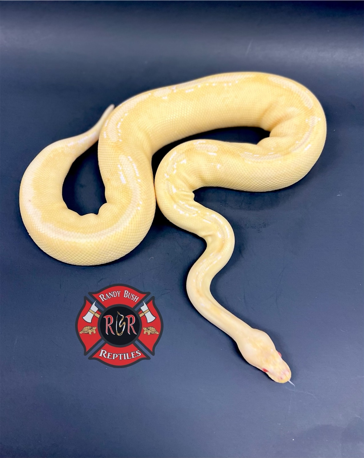 Albino, Champagne, Banana, 50% Het Axanthic Ball Python by Randy Bush ...