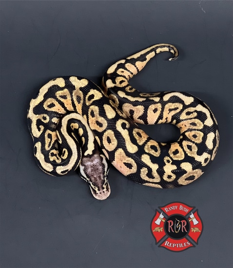 Pastel Spotnose 50% Het Sunset Ball Python by Randy Bush Reptiles