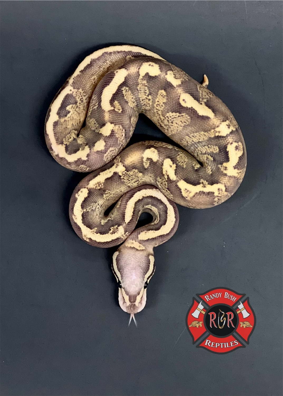 GHI Disco Inferno Ball Python by Randy Bush Reptiles - MorphMarket