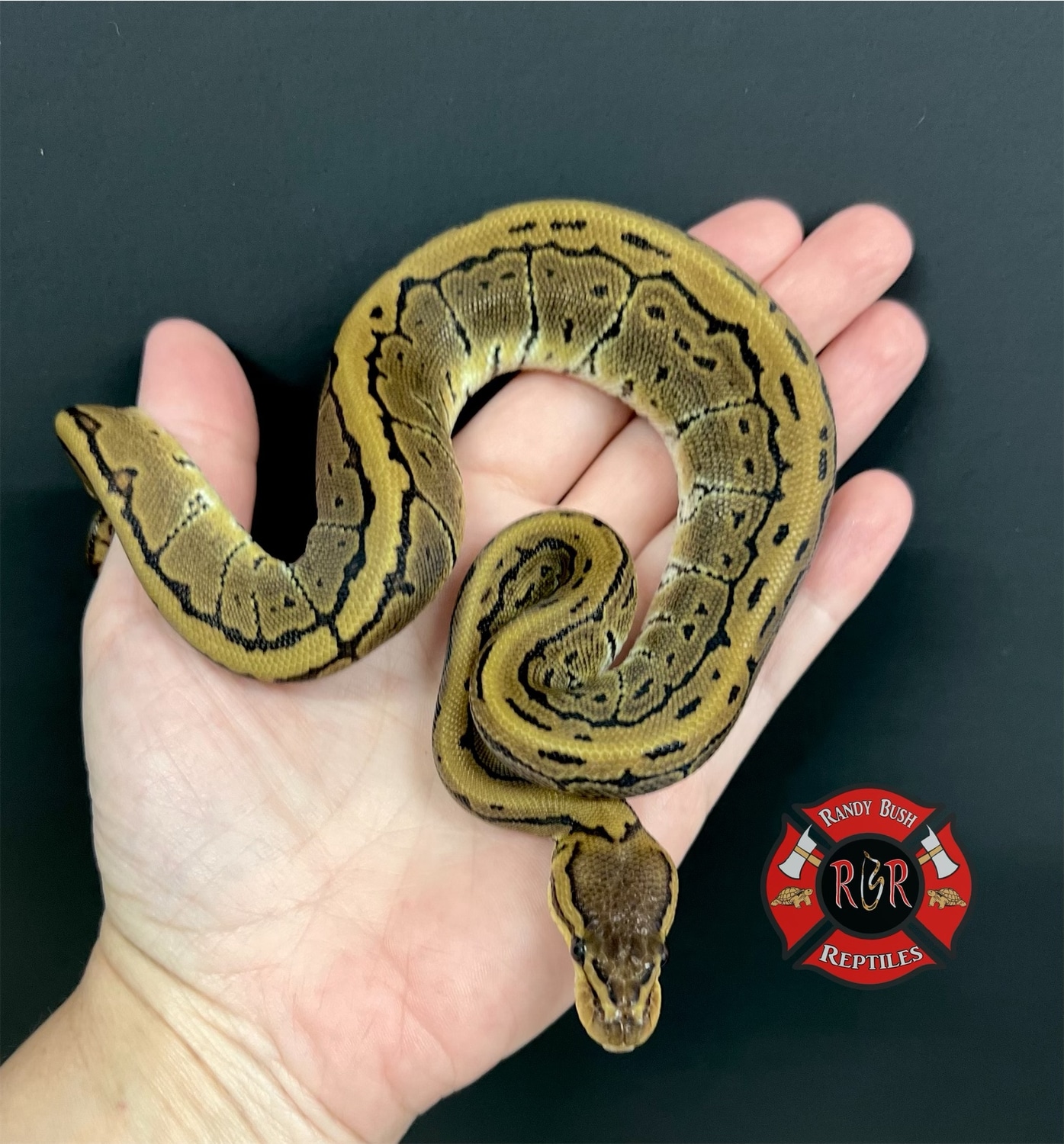 Pinstripe, Het Ultramel Ball Python by Randy Bush Reptiles - MorphMarket