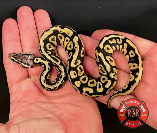 Pastel, Spotnose, 50% Het Sunset Ball Python by Randy Bush Reptiles