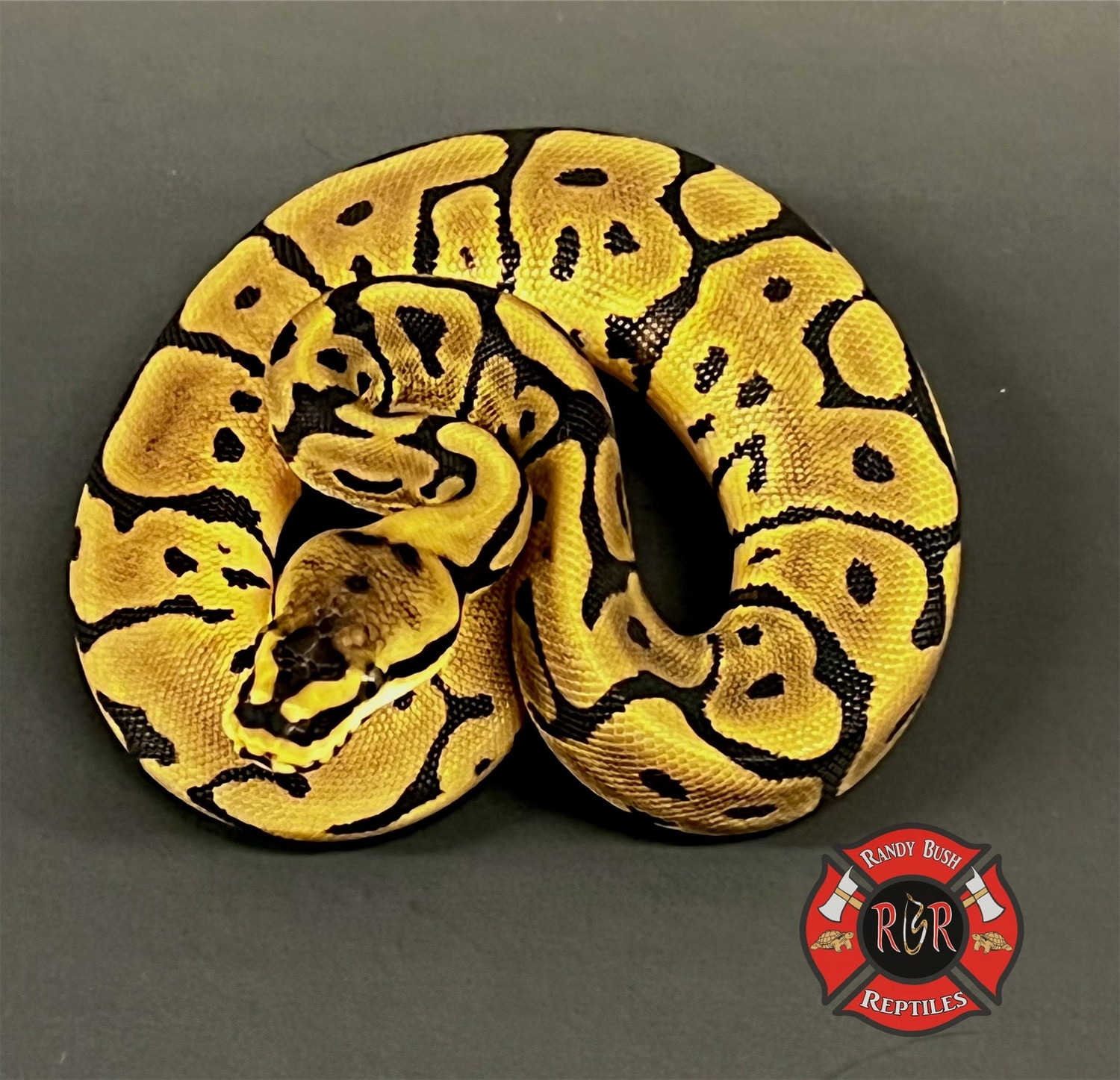 Spider, Leopard, Het Pied Ball Python by Randy Bush Reptiles - MorphMarket