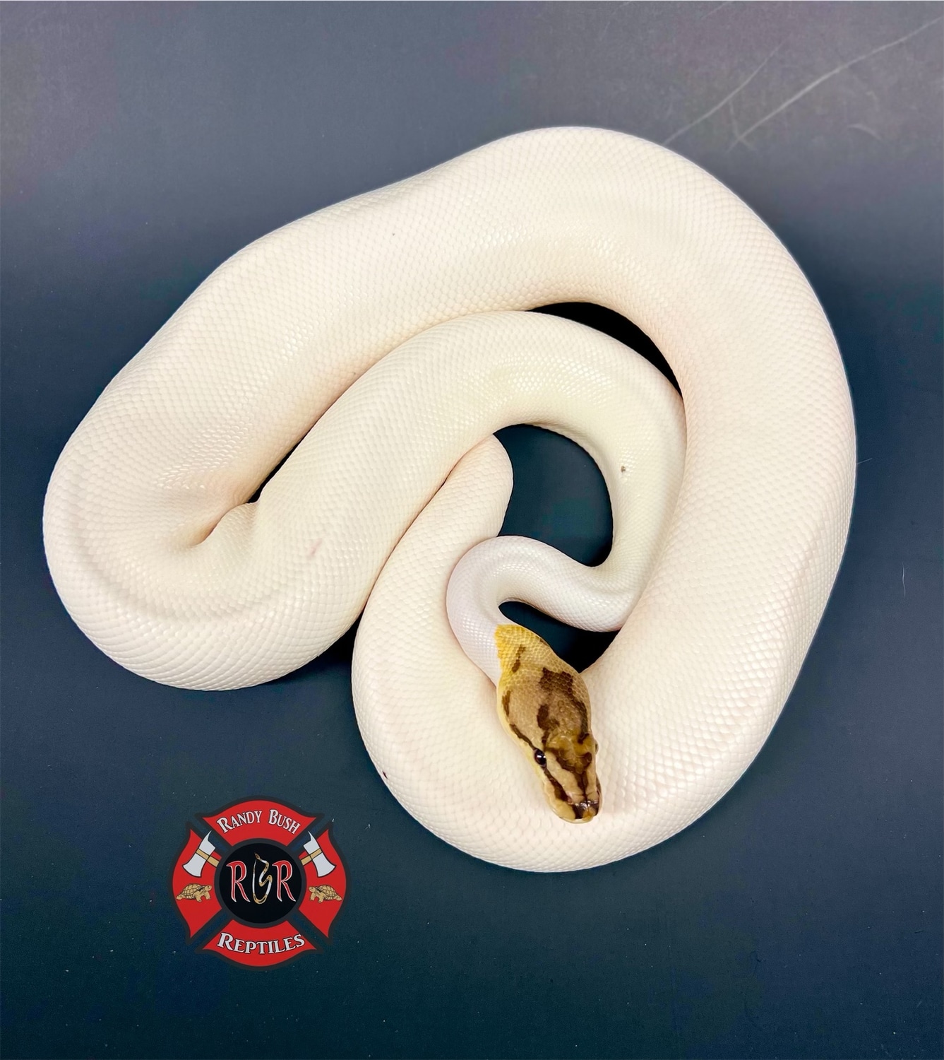 Spider, Pied Ball Python by Randy Bush Reptiles - MorphMarket