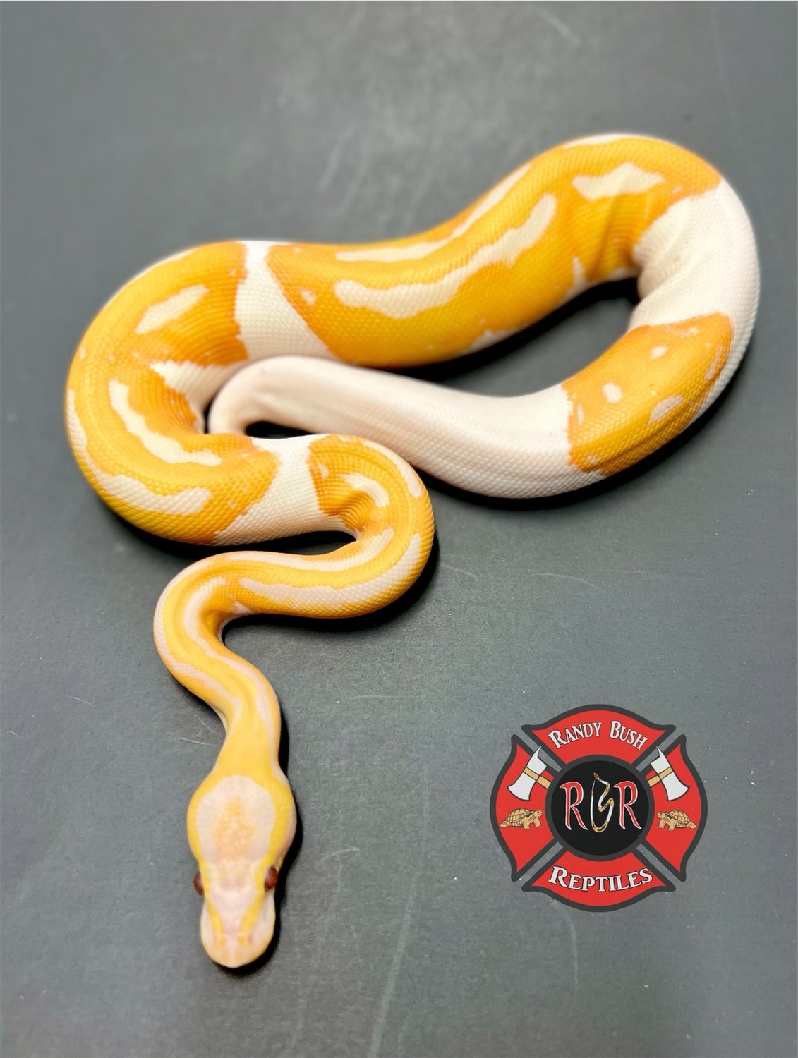 Dreamsicle Ball Python by Randy Bush Reptiles - MorphMarket