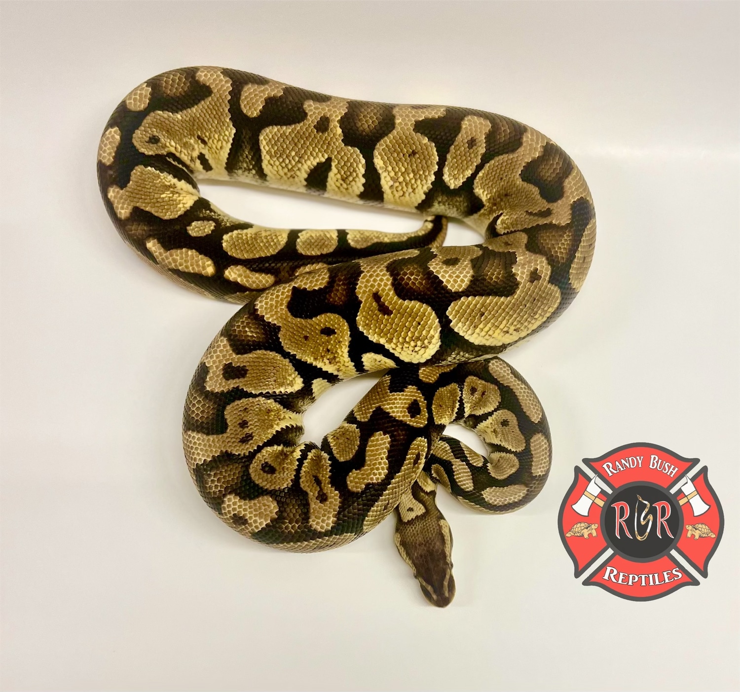 Pastel Ball Python by Randy Bush Reptiles - MorphMarket
