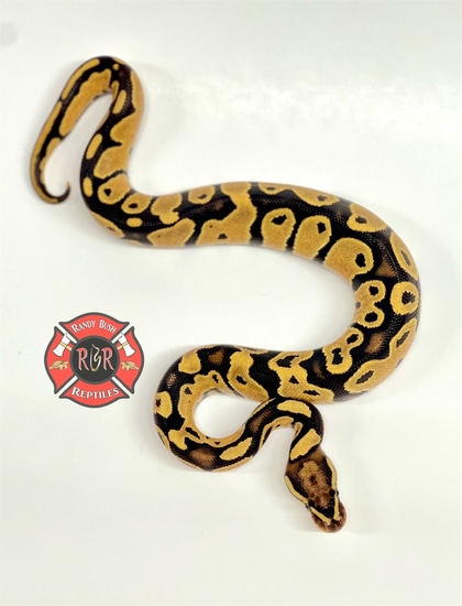 Fire, Het Pied Ball Python by Randy Bush Reptiles