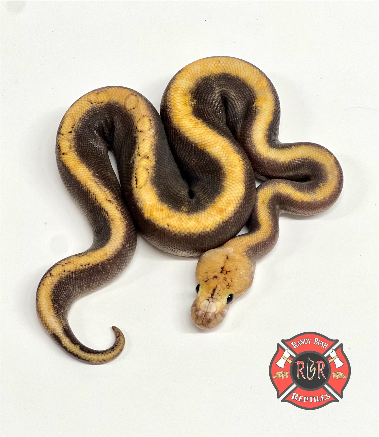 GHI, Mojave, Champagne, Het Albino Ball Python by Randy Bush Reptiles ...