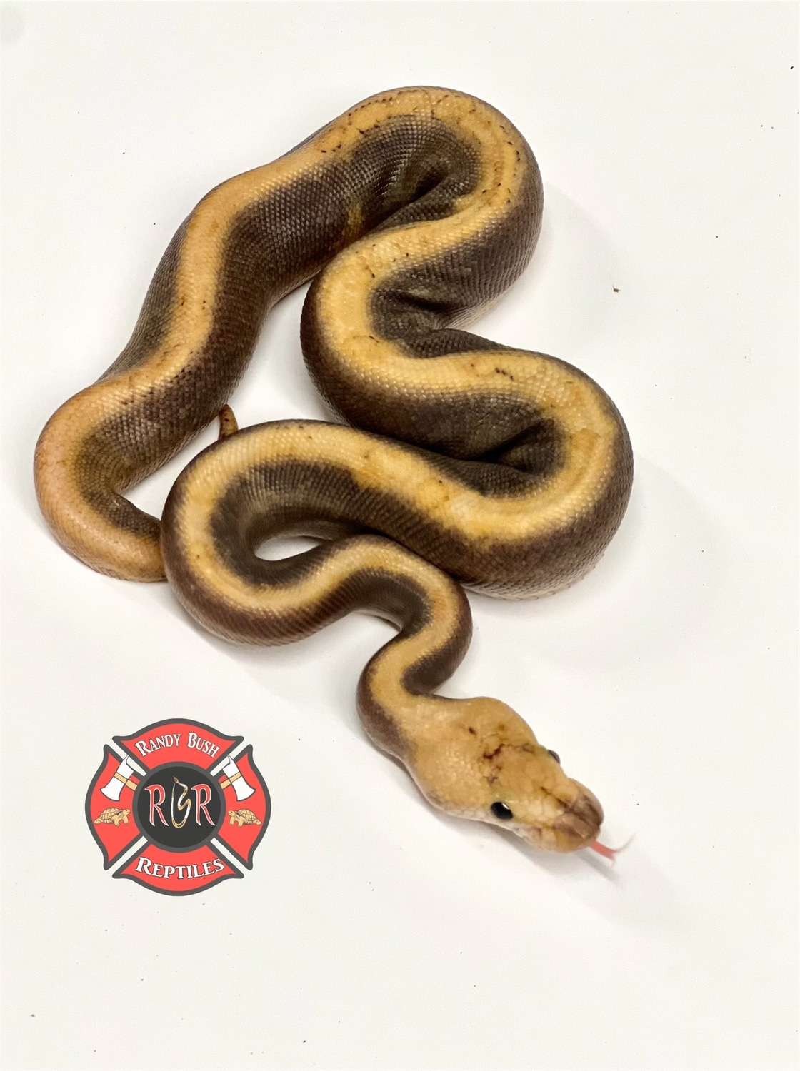 GHI, Mojave, Champagne, Het Albino Ball Python by Randy Bush Reptiles ...