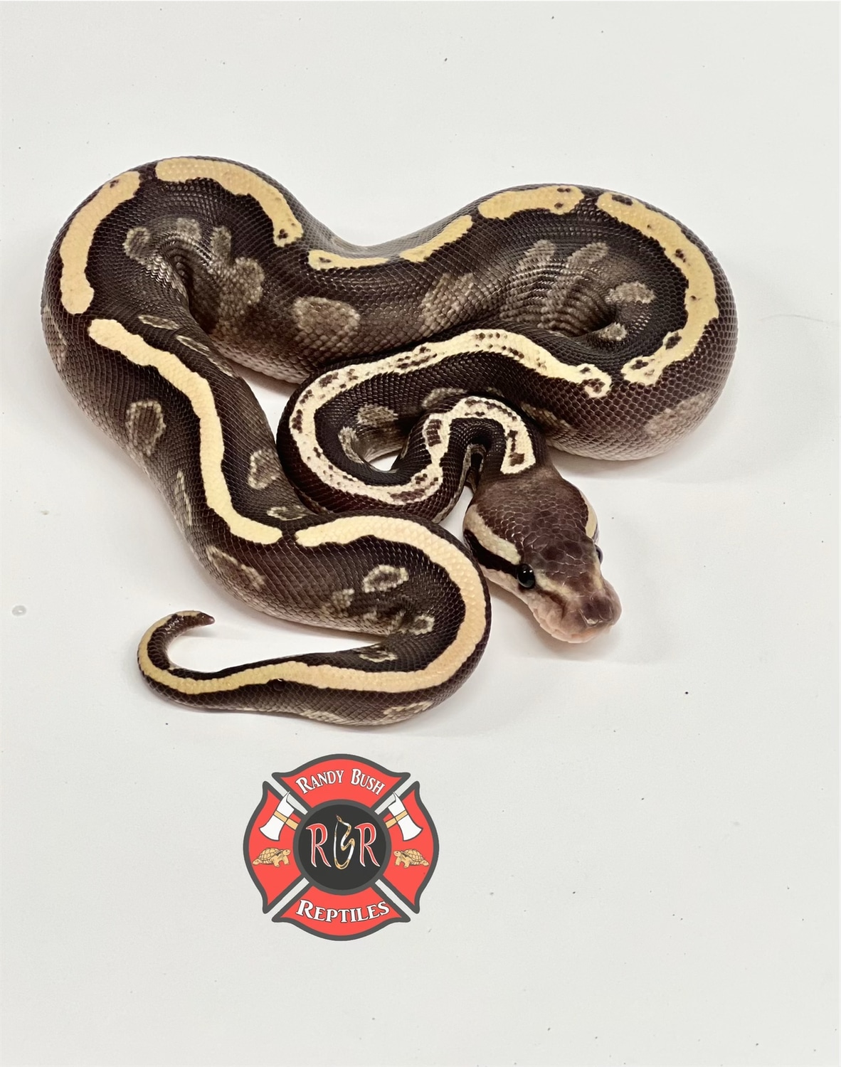 GHI, Mojave, Fire, Het Albino Ball Python by Randy Bush Reptiles ...