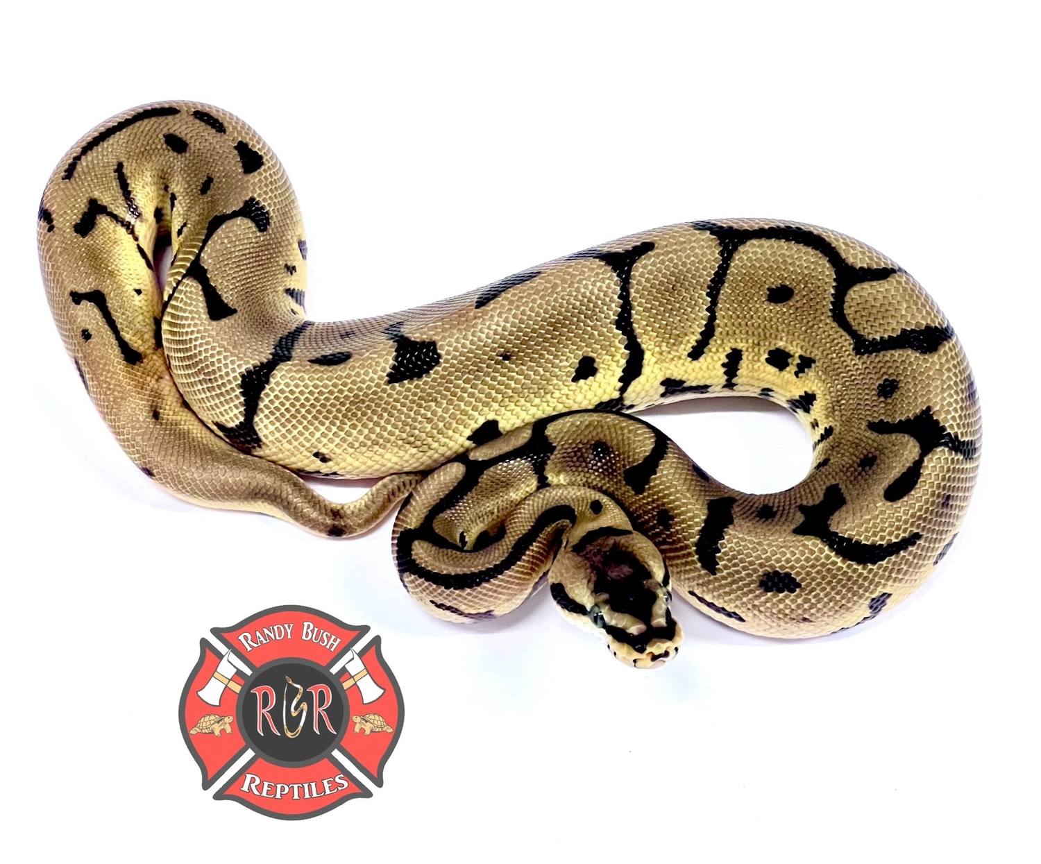 Spider, Leopard, Het Pied Ball Python by Randy Bush Reptiles - MorphMarket