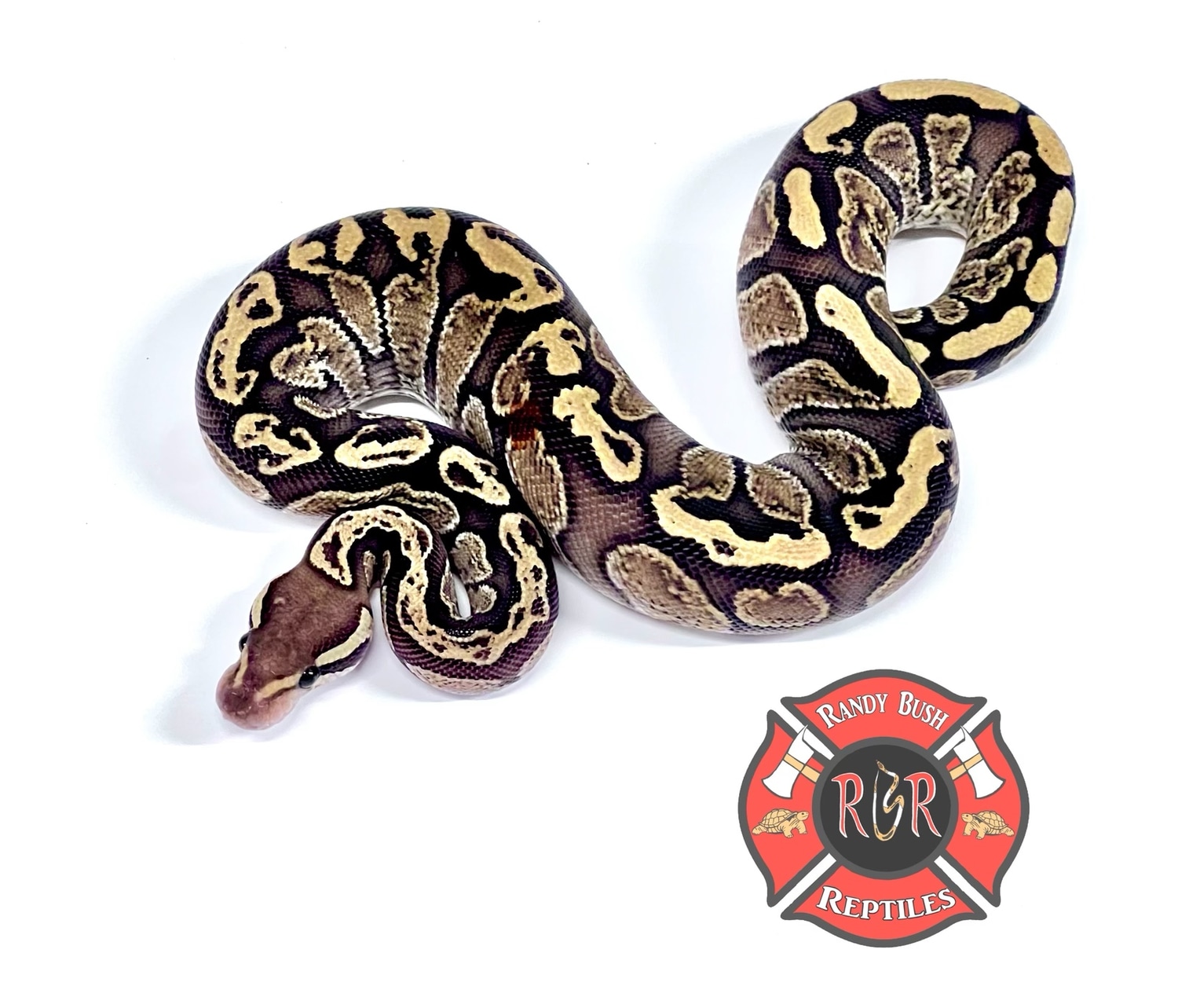 GHI, Fire, Het Albino Ball Python by Randy Bush Reptiles - MorphMarket