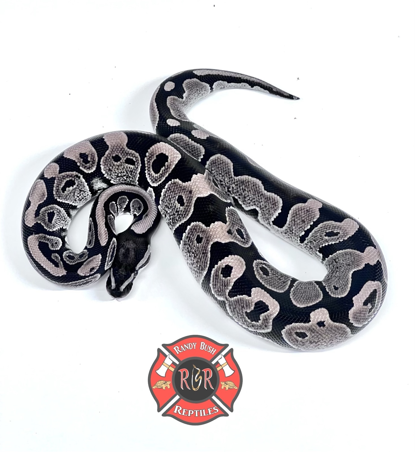 Axanthic, Het Pied Ball Python by Randy Bush Reptiles - MorphMarket