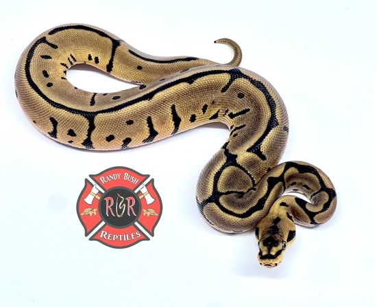 Leopard, Spider, Het Pied Ball Python by Randy Bush Reptiles
