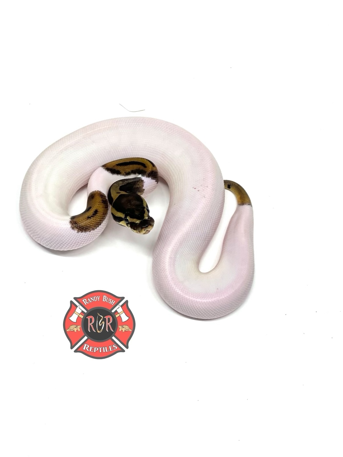 Leopard, Pied Ball Python by Randy Bush Reptiles - MorphMarket