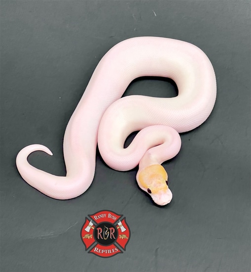 Super Banana, Spider, Pied Ball Python by Randy Bush Reptiles