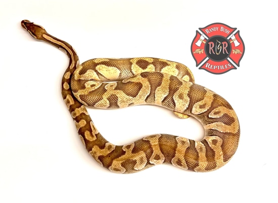 Enchi, Mojave, Fire Ball Python by Randy Bush Reptiles