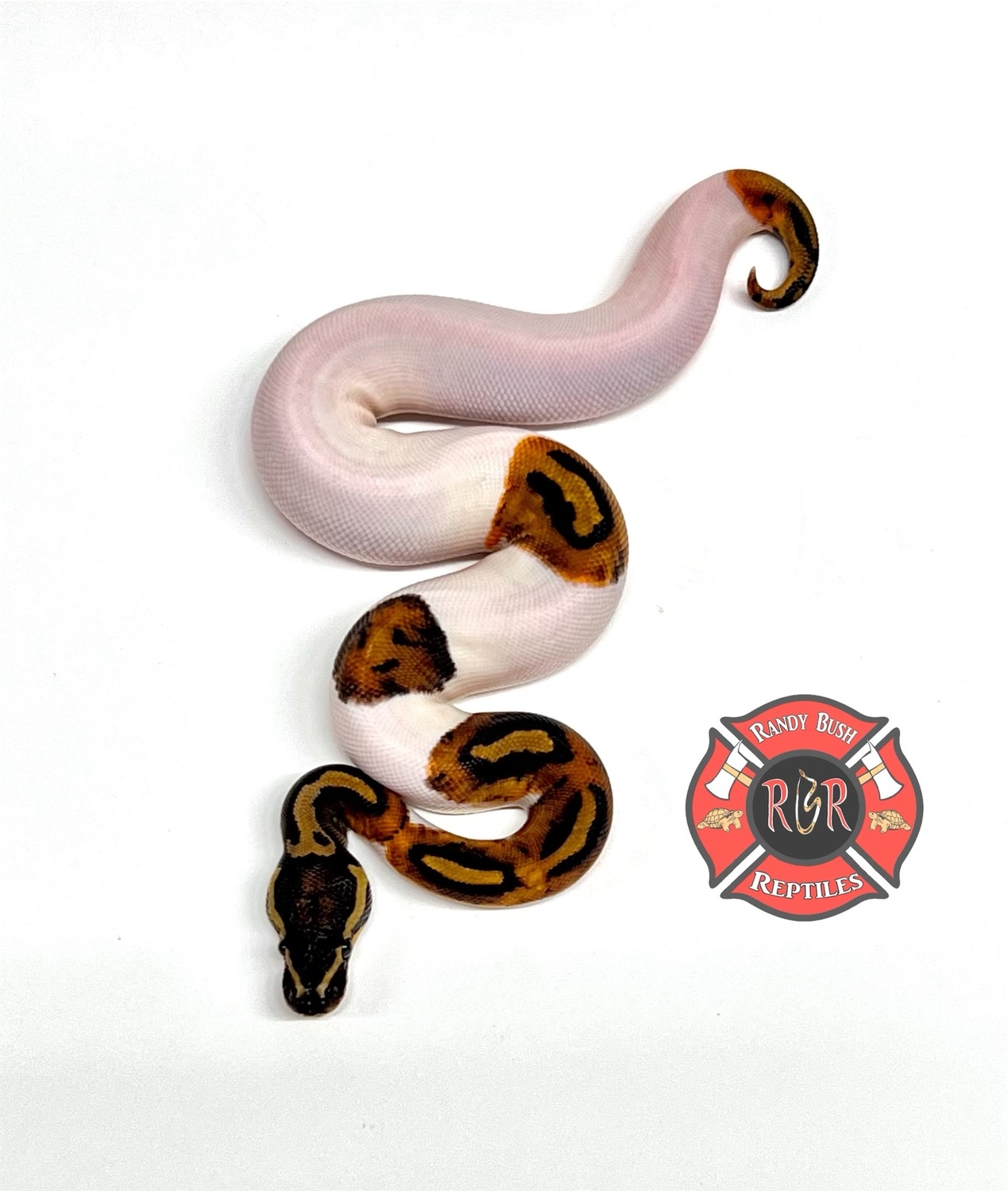 Pied, Het Lavender Albino Ball Python by Randy Bush Reptiles - MorphMarket