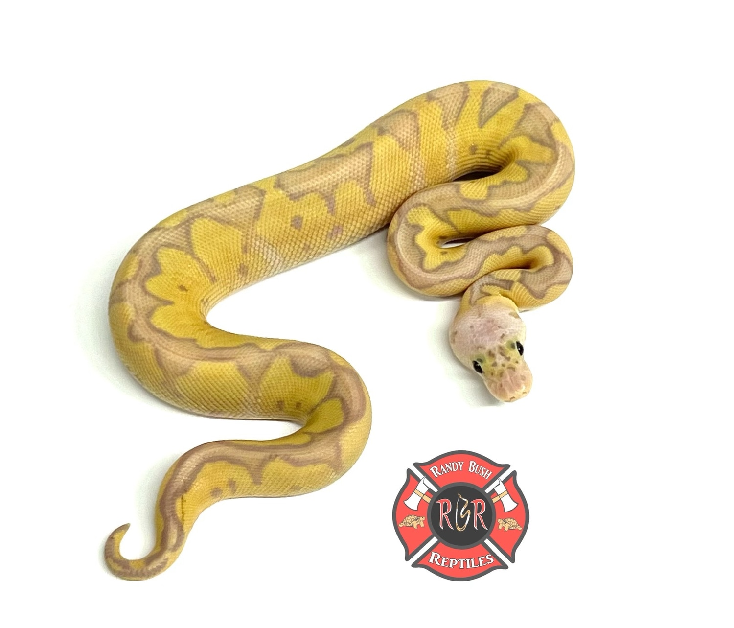 Pastel, Blade, Banana, Clown Ball Python by Randy Bush Reptiles ...