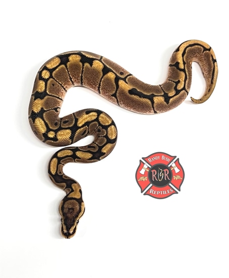 Spider, Het Pied, 66% Het Clown Ball Python by Randy Bush Reptiles