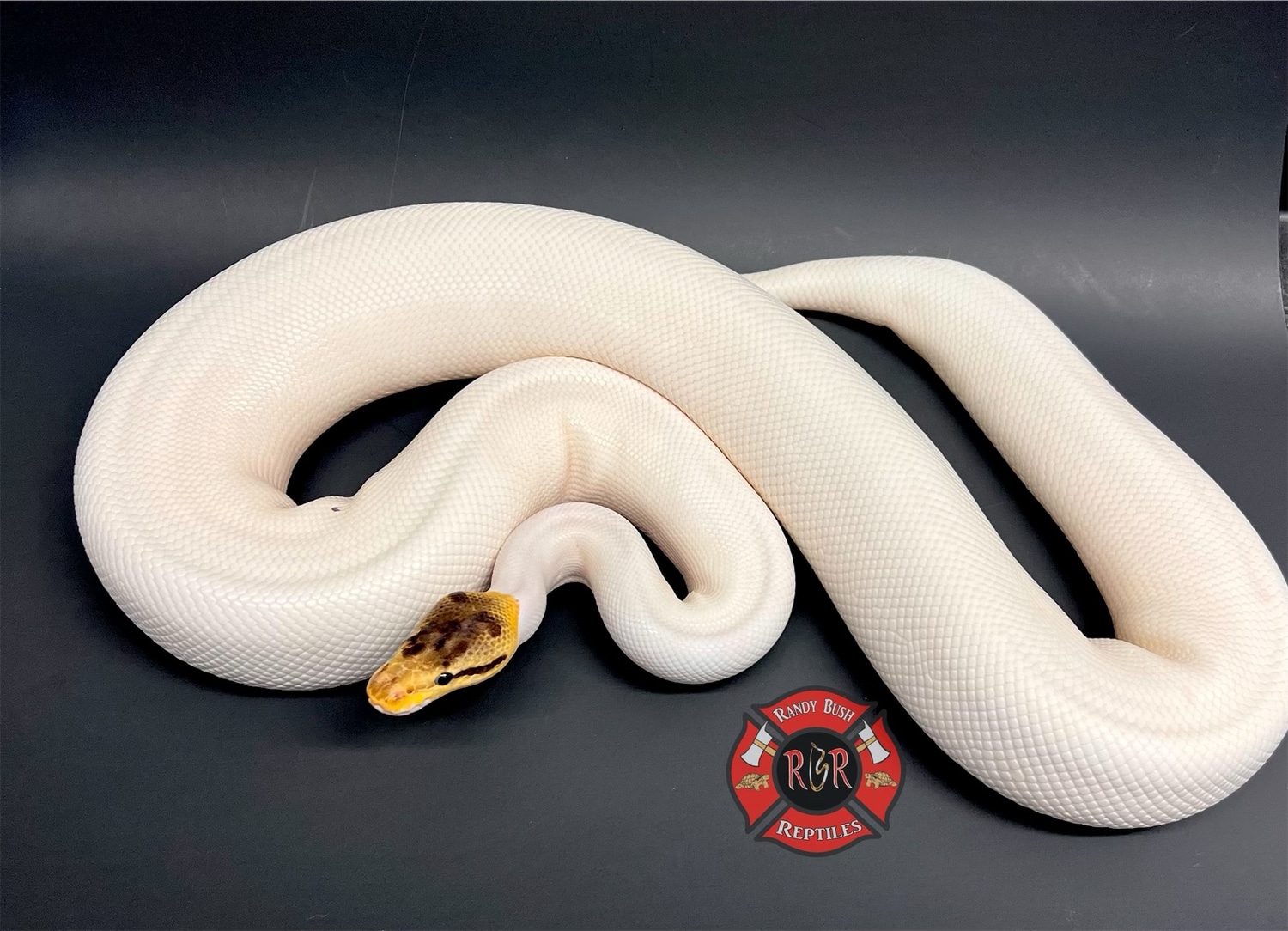 Leopard, Spider, Pied Ball Python by Randy Bush Reptiles - MorphMarket