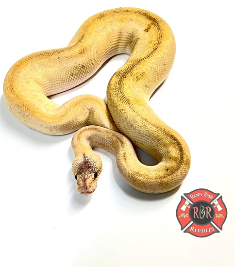 Pastel, Champagne, Spotnose, Het Albino Ball Python by Randy Bush Reptiles