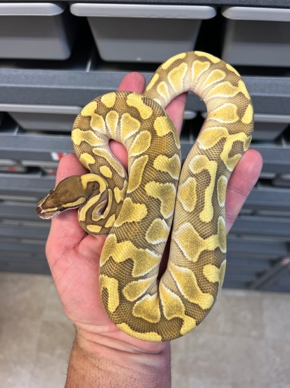 Lesser, Enchi, Het Clown Ball Python by Randy Bush Reptiles