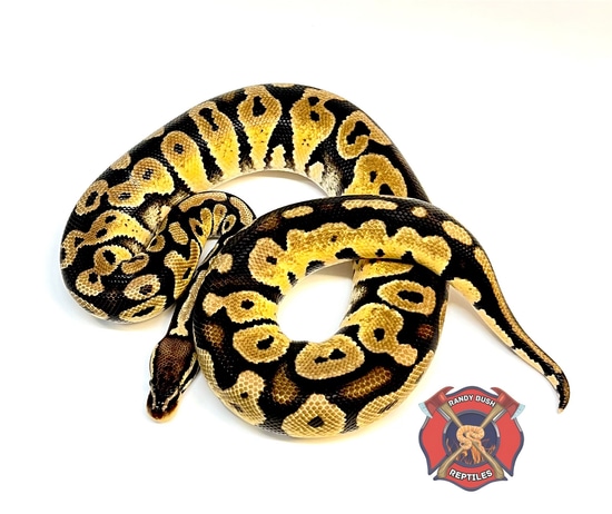 Pastel, Het Sunset Ball Python by Randy Bush Reptiles
