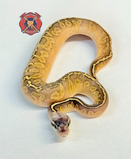 Super Pastel, Sunset Ball Python by Randy Bush Reptiles