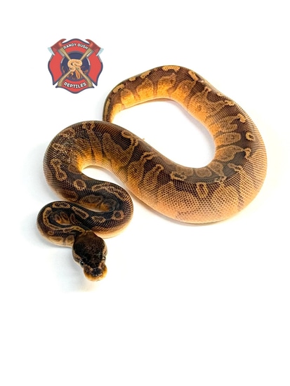 Sunset Ball Python by Randy Bush Reptiles