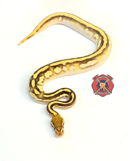 Orange Dream, Mojave, Enchi, Yellowbelly, Het Pied, 50% Het Hypo Ball ...