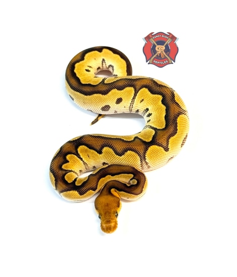Orange Dream, Mojave, Clown Ball Python by Randy Bush Reptiles