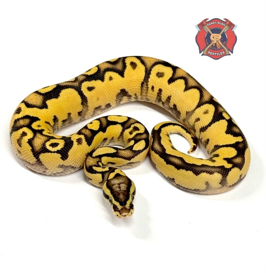Pastel, Fire, OD, Yellowbelly, Enchi, Het Pied Ball Python by Randy ...
