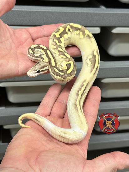Pastel, Lesser, Het Pied Ball Python by Randy Bush Reptiles
