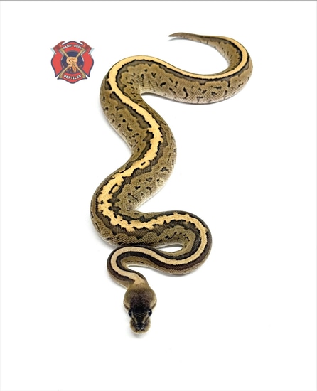 Cinnamon, Pinstripe, Desert Ghost Ball Python by Randy Bush Reptiles