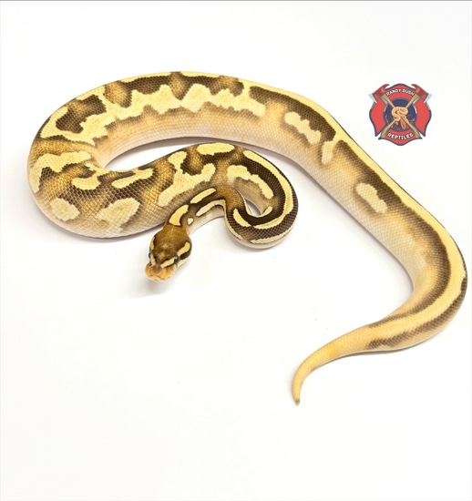 Orange Dream, Yellow Belly, Mojave, Enchi, Het Pied “poss YB” Ball ...