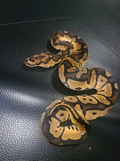 Clown 66% Het Lavender Albino Ball Python by RZ Morphz