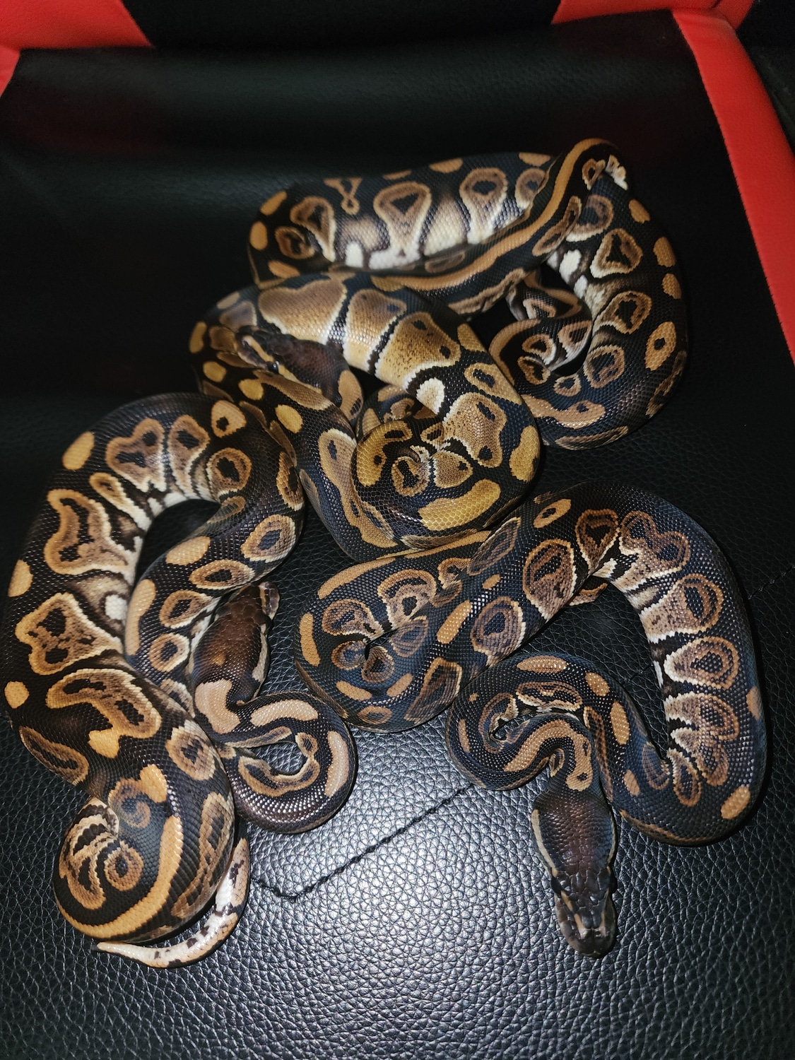 1.3 Black Pastel 66% Dh Lav Clown Pos Het Pied Ball Python by RZ Morphz ...