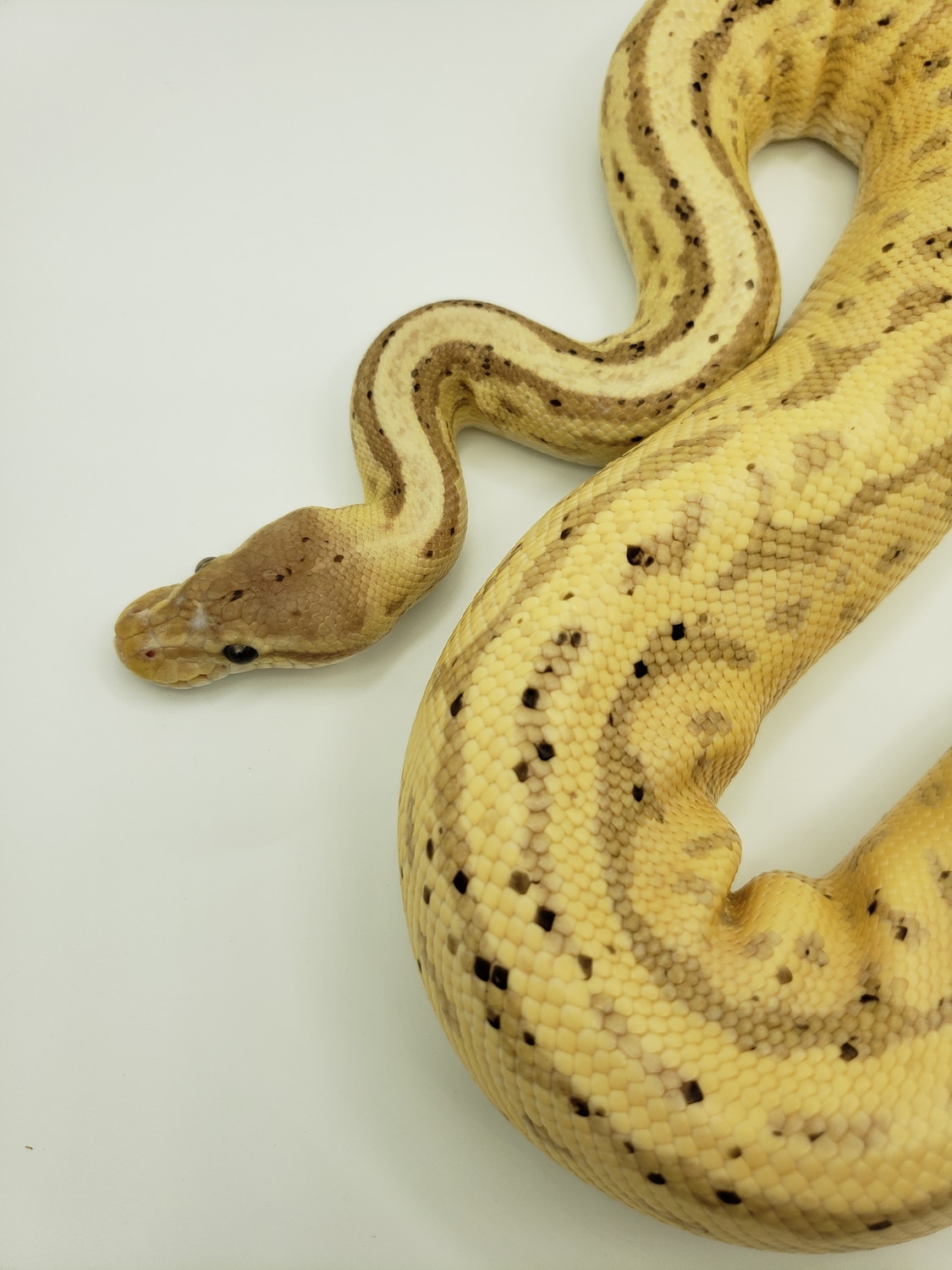 Cinnamon Banana Leopard Pinstripe Ball Python by Dark Cloud Reptiles ...