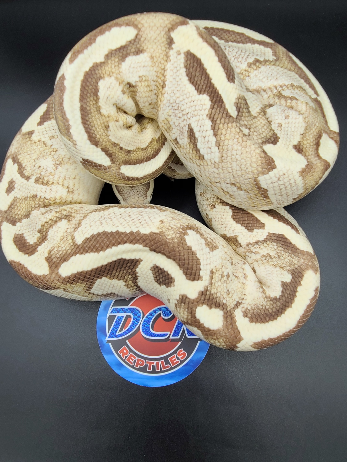 Disco Fire Ball Python by Dark Cloud Reptiles - MorphMarket