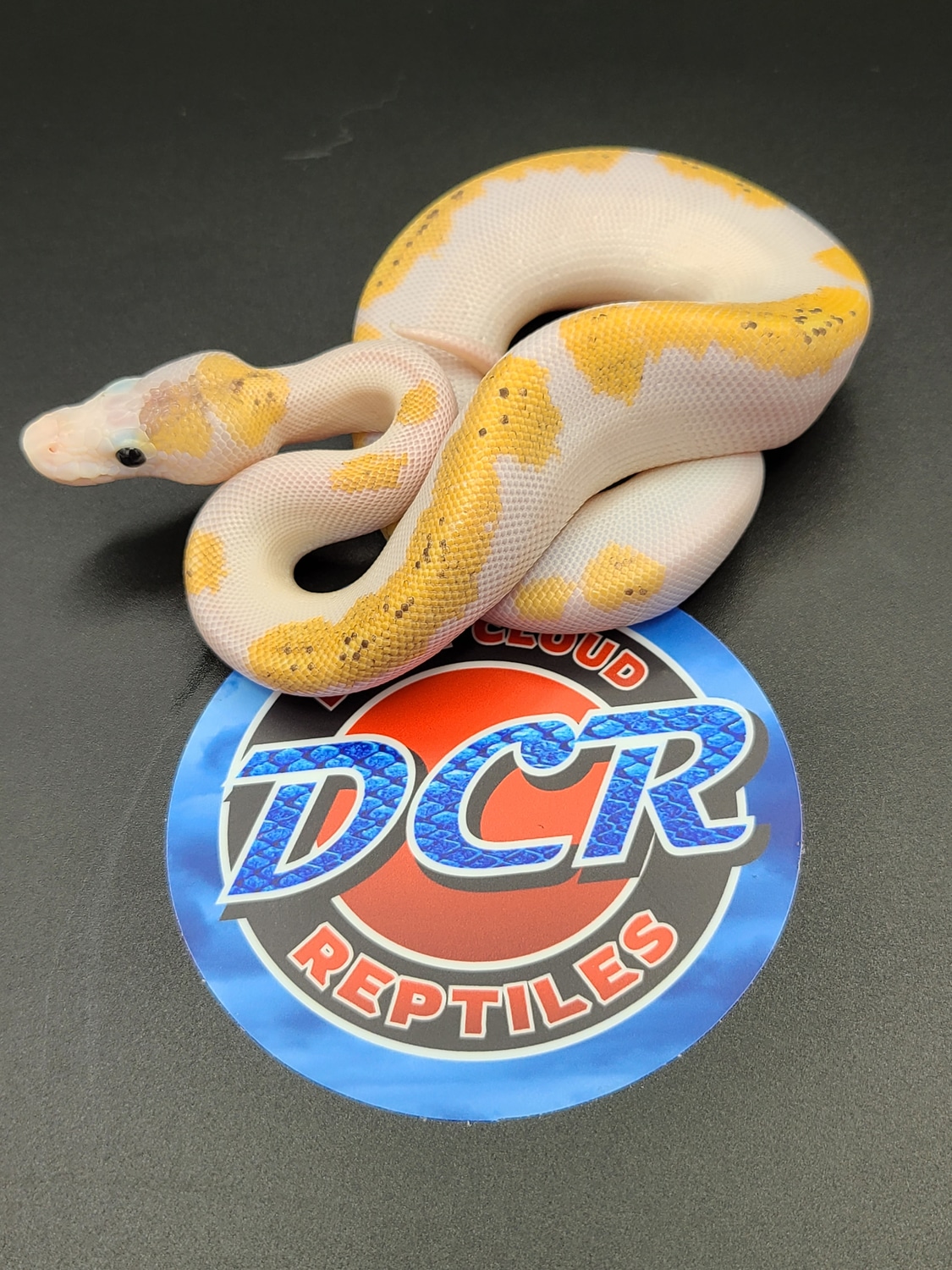 Ember Sulfur Het Hypo Ball Python by Dark Cloud Reptiles - MorphMarket