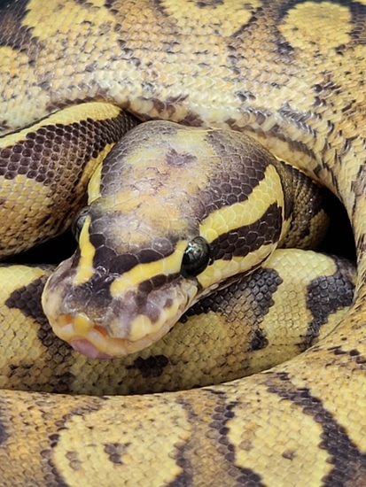 Ember Vanilla Het Hypo Ball Python by Dark Cloud Reptiles