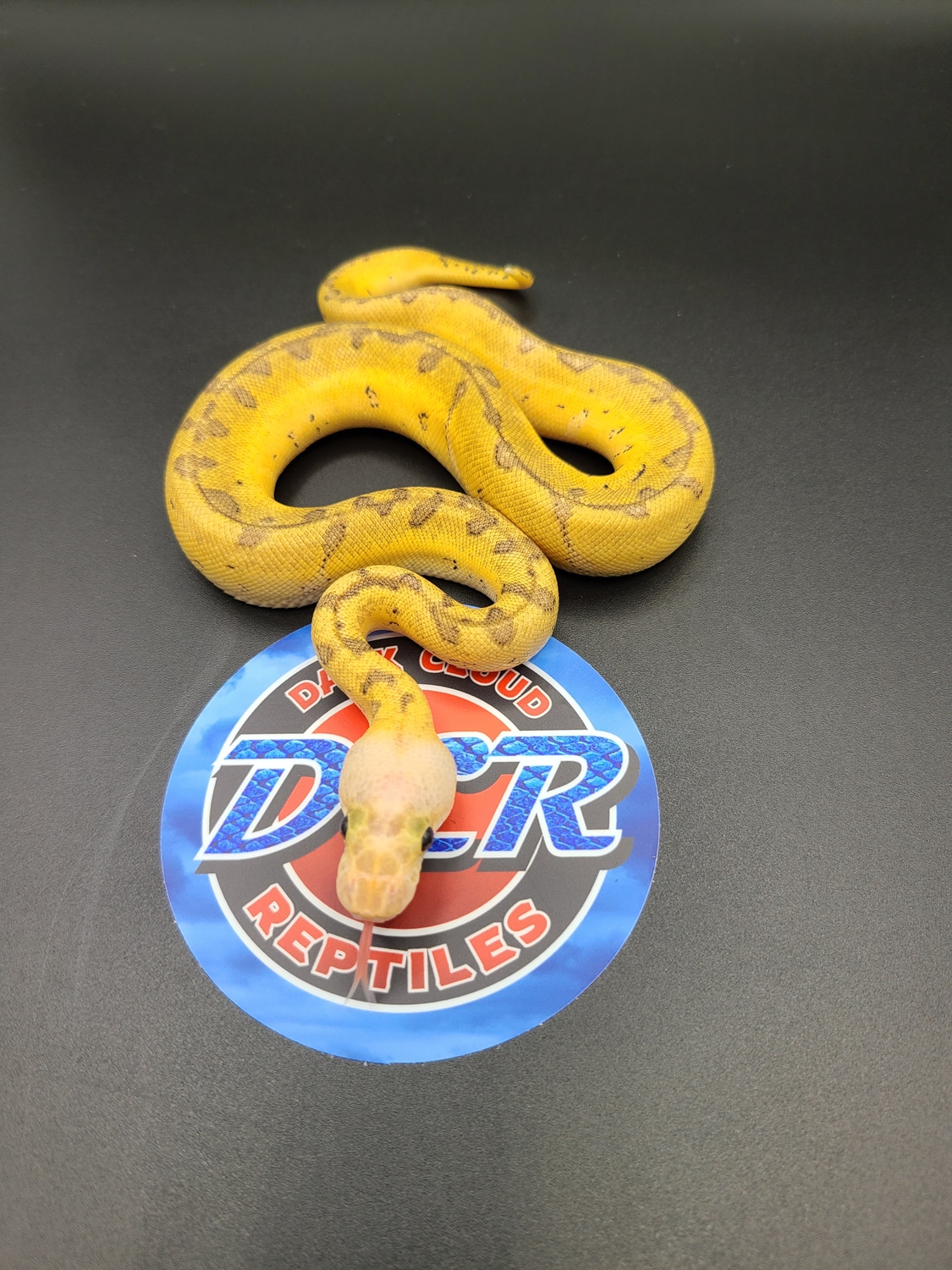 Lemonblast Motley Clown Ball Python by Dark Cloud Reptiles - MorphMarket