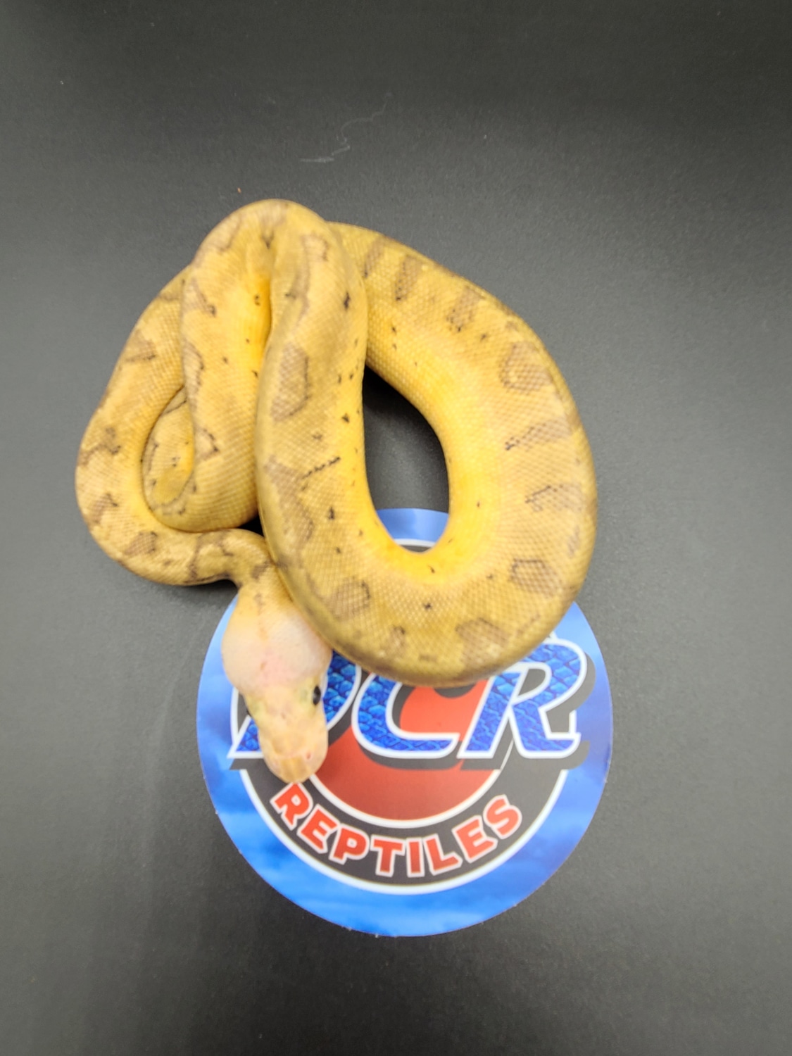 Lemonblast Motley Clown Ball Python by Dark Cloud Reptiles - MorphMarket