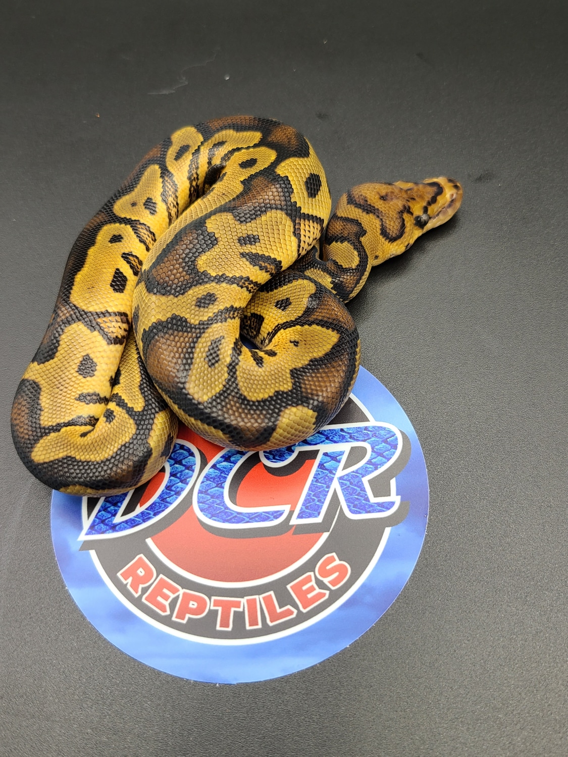 Motley Clown Ball Python by Dark Cloud Reptiles - MorphMarket