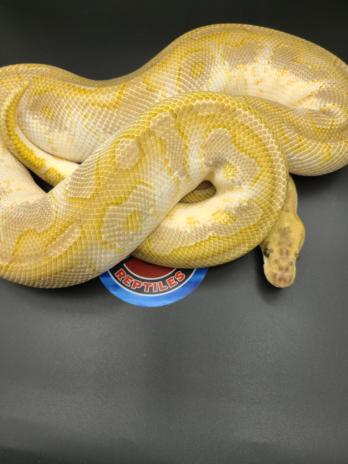 Lesser Platinum Clown Ball Python by Dark Cloud Reptiles - MorphMarket