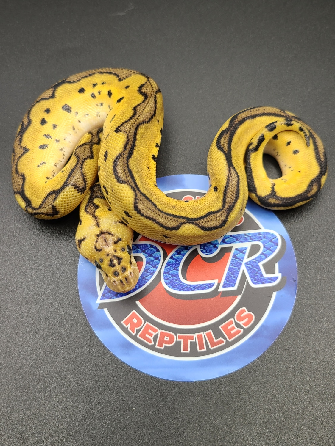 Pastel Motley Clown Ball Python by Dark Cloud Reptiles - MorphMarket
