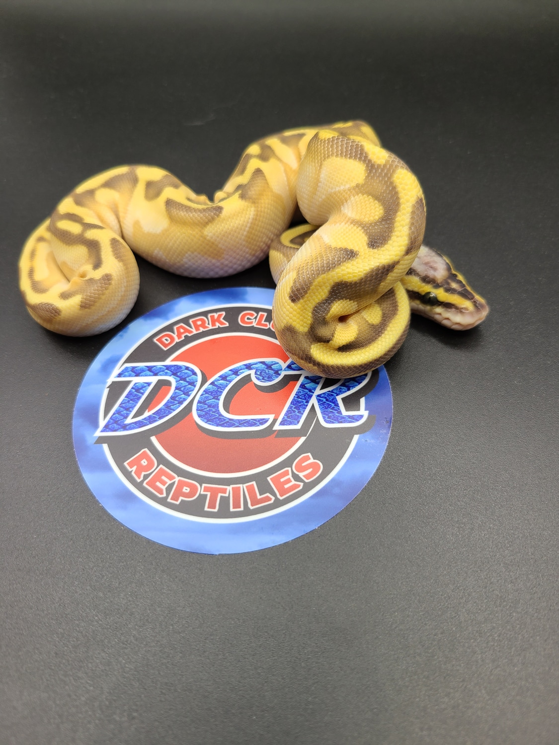 Pastel Butter Enchi Motley Het Clown Ball Python by Dark Cloud Reptiles ...