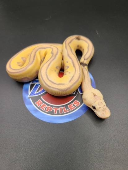 Pastel Banana Leopard Clown Paradox Ball Python by Dark Cloud Reptiles